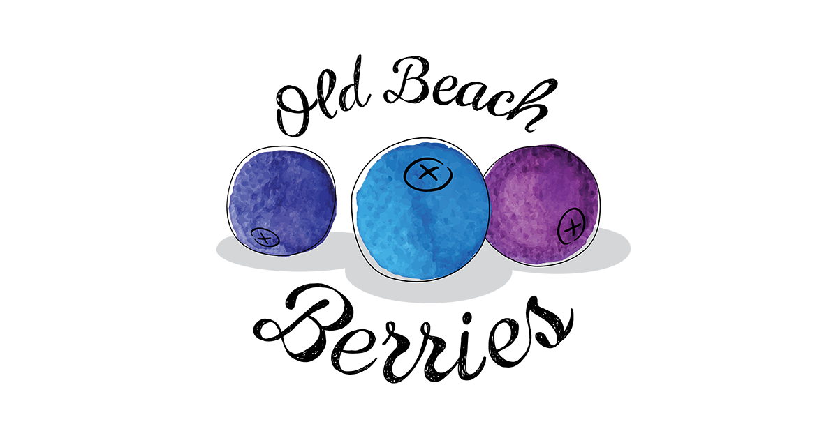 Old Beach Berries, Tasmania | Pre-packed or pick-your-own blueberries